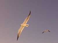 PICTURE DEPOT - Project Photos & Reviews - TORONTO,, ON CA | Houzz