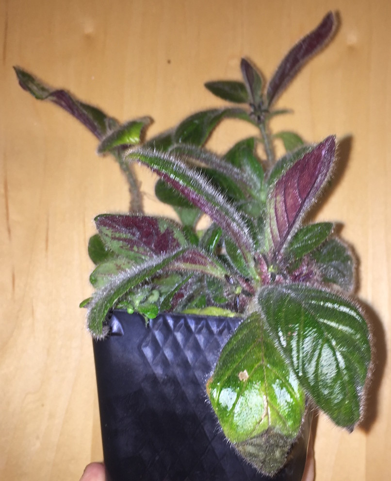 Columnea brenneri to bloom