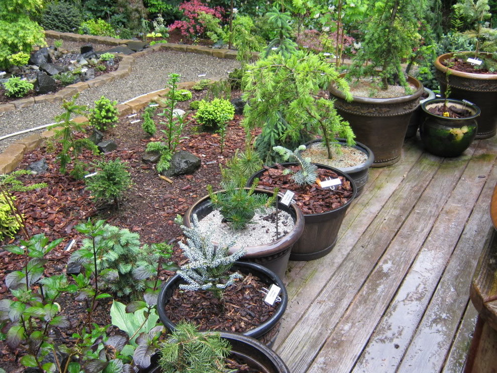 More photos from my 'chaotic' gardens'.