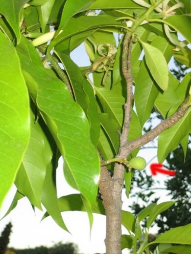 Champaca Seeds...are these the real thing!!! PICS!