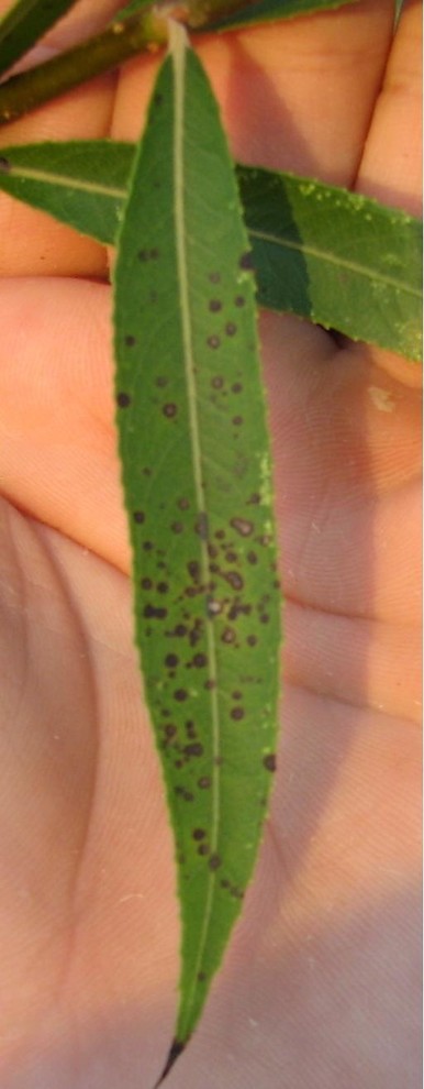 Help! Black spots on Weeping Willow