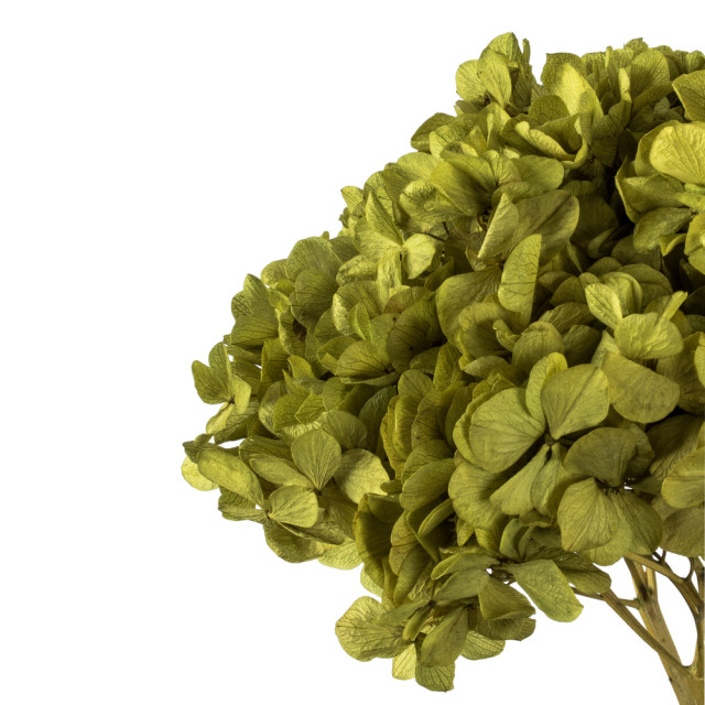 Vickerman H1HYD125 15 Antique Moss Hydrangea With Multiple Branch ...