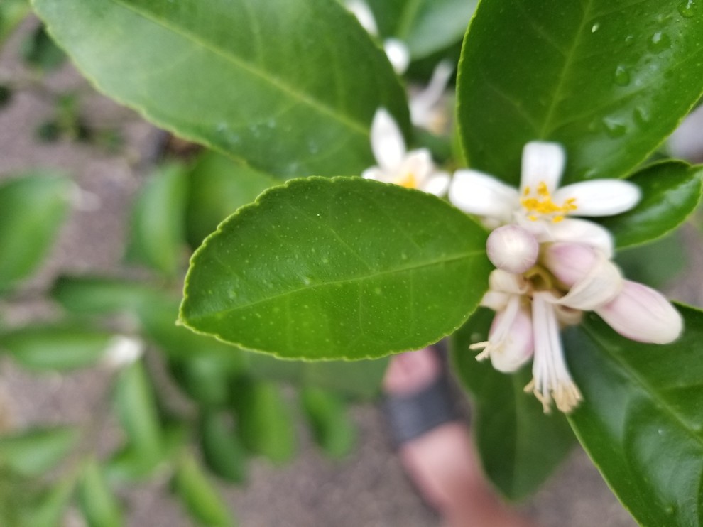 What Are These Small Little Bumps On Young Growth what-are-these-small-little-bumps-on-young-growth
