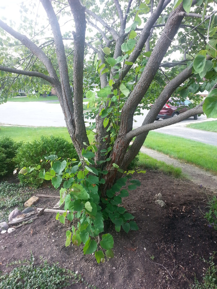 HELP Half of My Eastern Redbud died - Need Advice | Houzz Forum