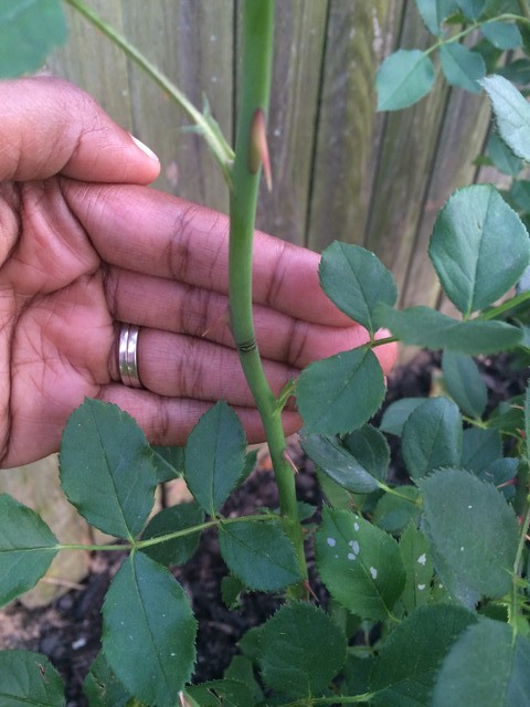 Can I save this bent rose stem? | Houzz Forum