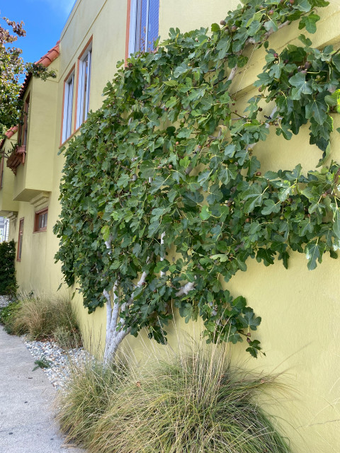 My own Espaliered Fig Tree - Mediterranean - Exterior - San Francisco ...