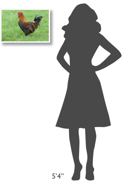 Domestic Chicken, Farmyard Cockerel On Grass, Norfolk, England-Paper ...