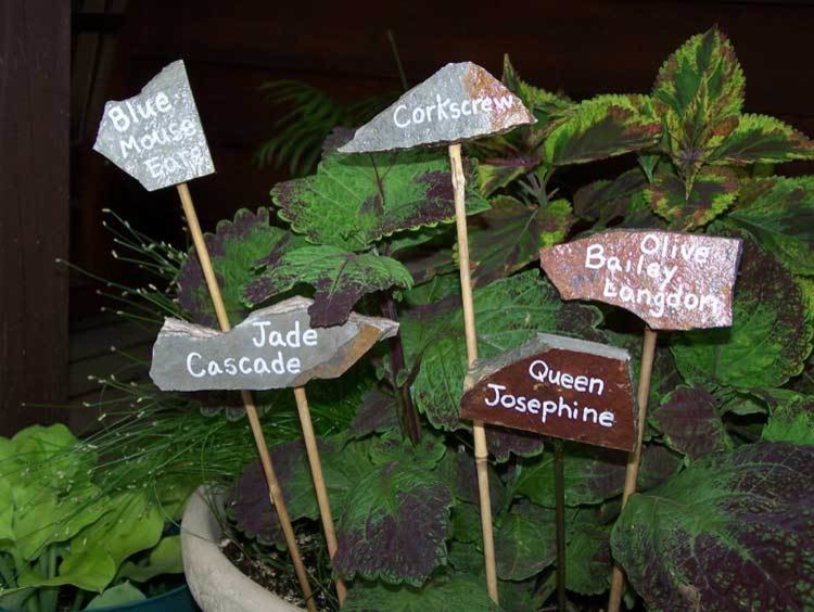 Hosta Labels