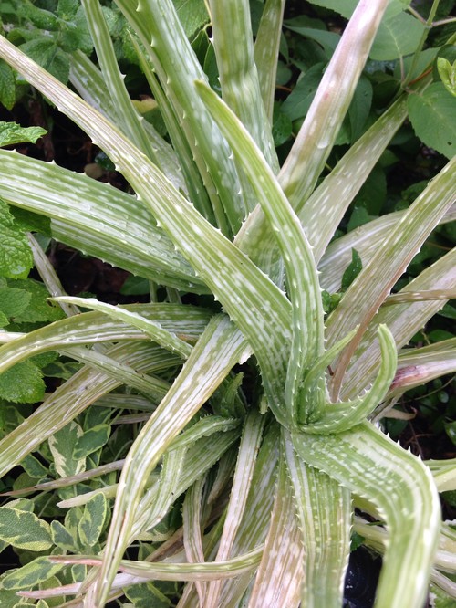 Aloe vera variegated/ striated!!