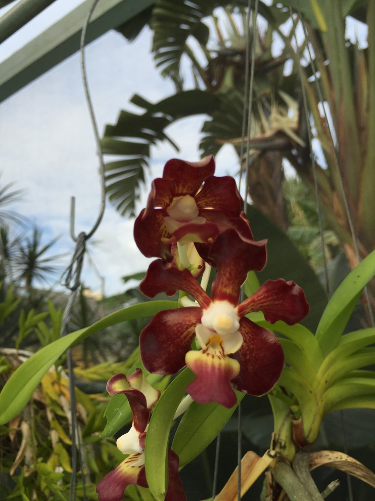 Vanda dennisoniana x Vanda merrillii
