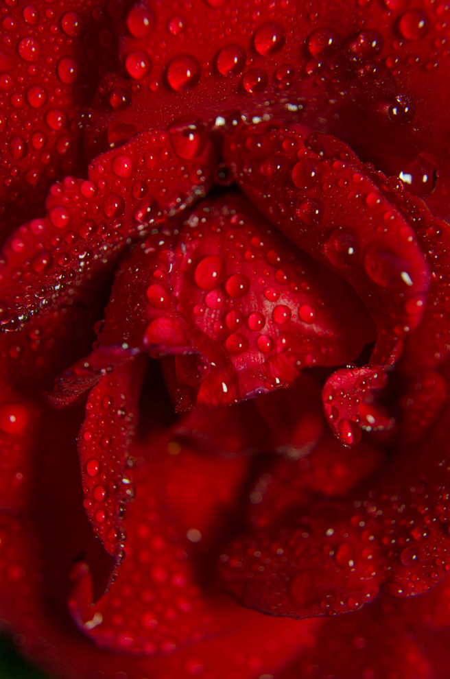 Royal Red Rose Nature Photography, Floral Unframed Wall Art Print ...