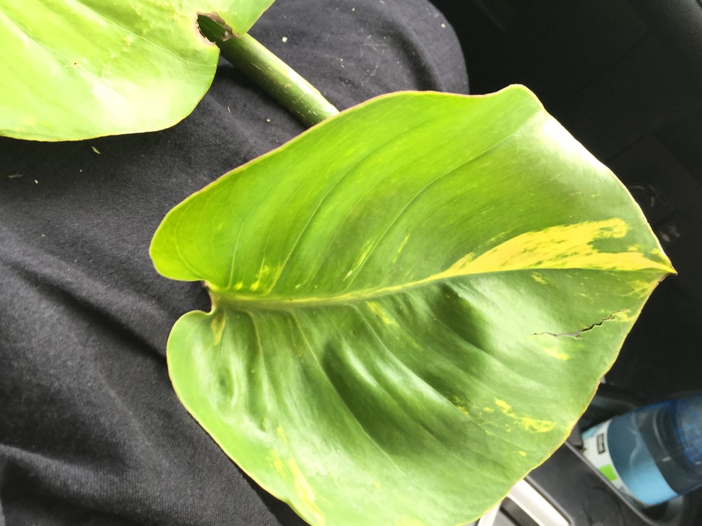 Variegated Monstera or Devils Ivy