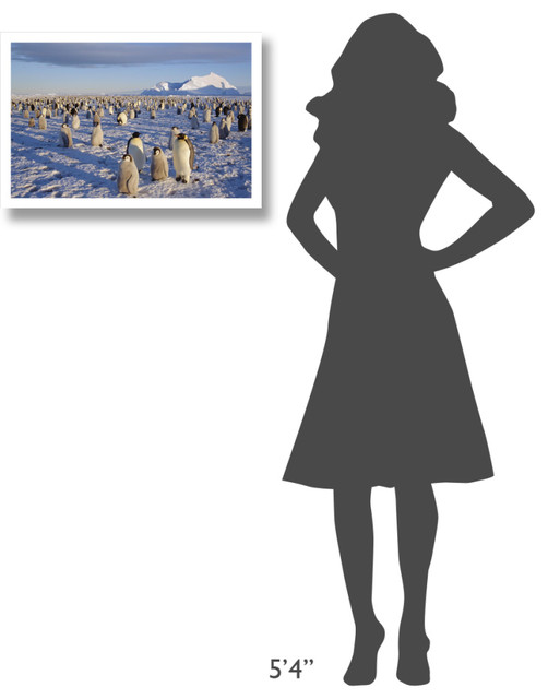Emperor Penguin Colony, Atka Bay, Weddell Sea, Antarctica-Paper Art, 16 ...