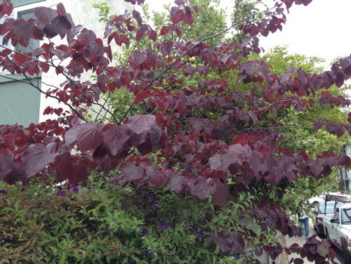 What is this pretty tree with burgundy leaves?