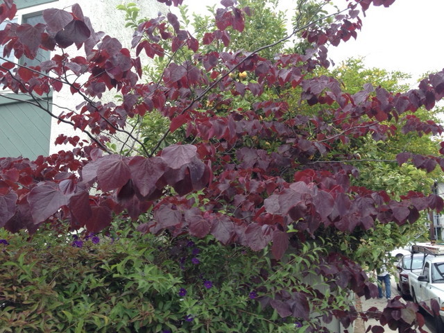 What is this pretty tree with burgundy leaves?