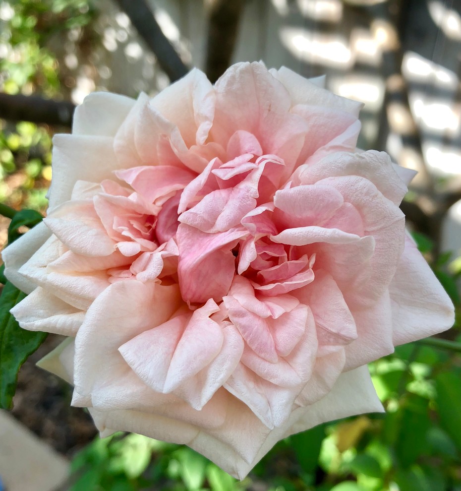 First bloom on Arcadia Louisiana Tea