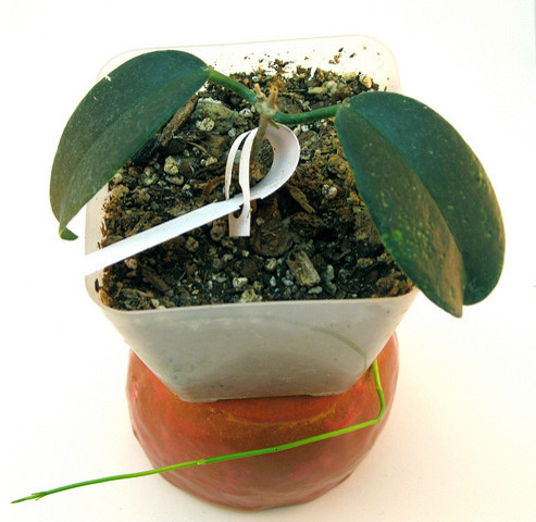 Vine from below