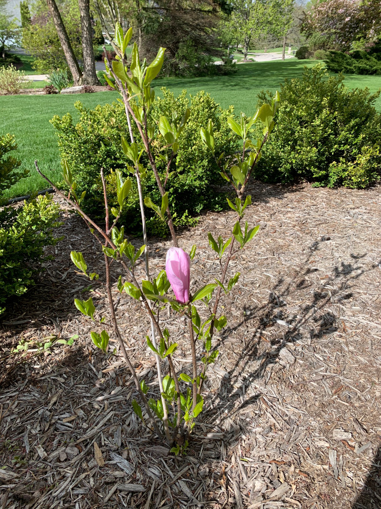 How to trim a young Magnolia tree? tree