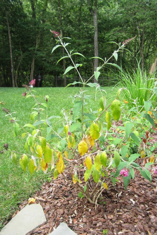 butterfly bush issue, please help