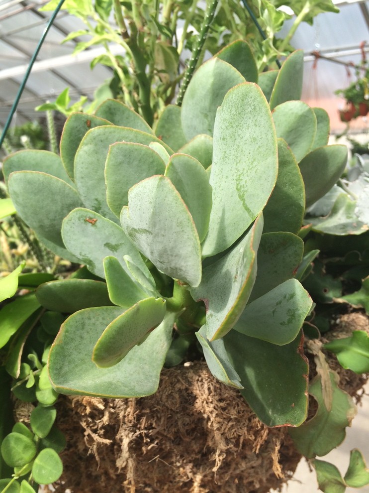 ID.... Bluebird Jade imposter, a kalanchoe?
