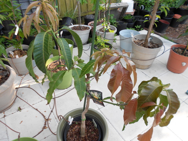 Mango Flushing after pruning