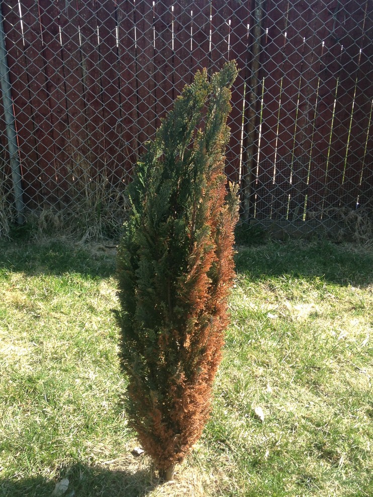 What is this tree?