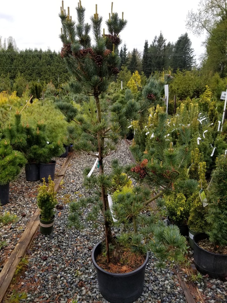 Can you prune dwarf trees to keep its width narrow?