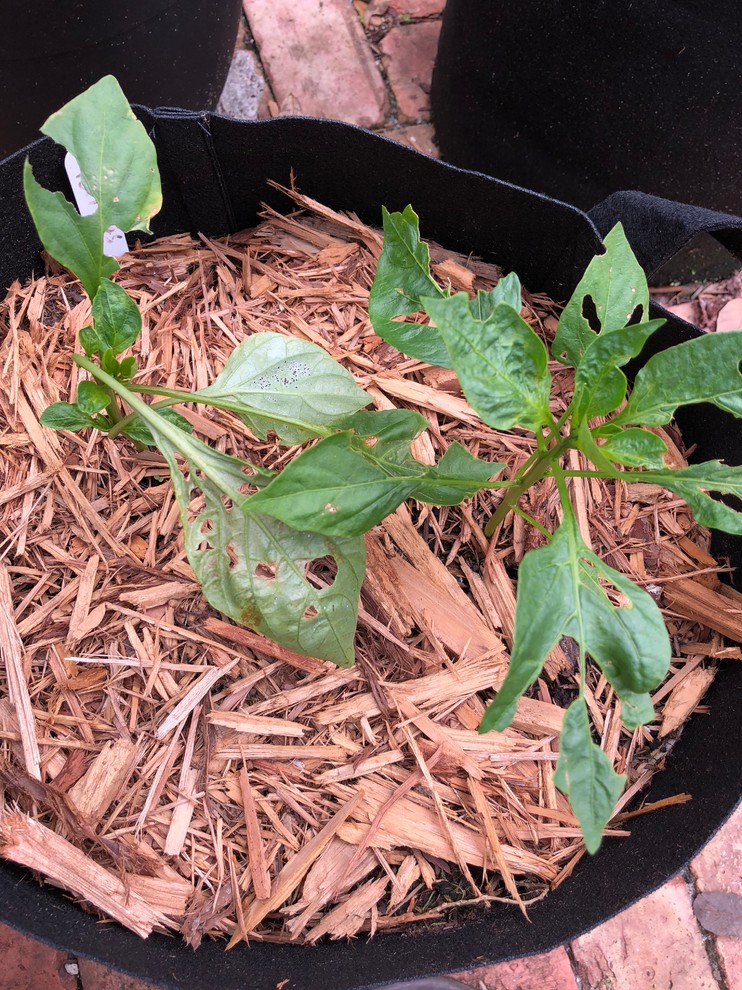 Pepper leaves are disappearing