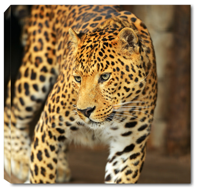 Leopard Photo To Canvas Print Wall Art, Wildlife Photography, 40x40 ...