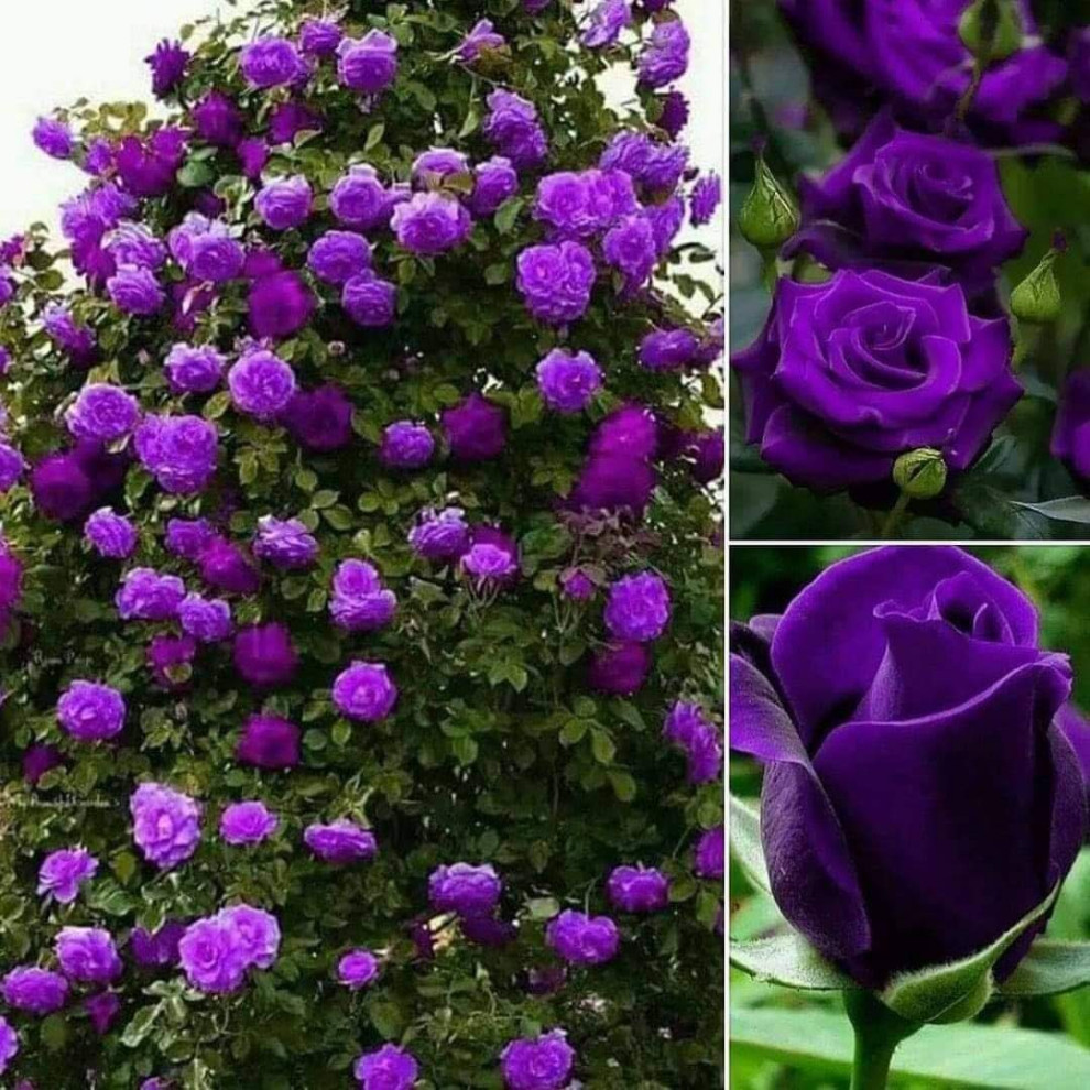 Rose ID please?