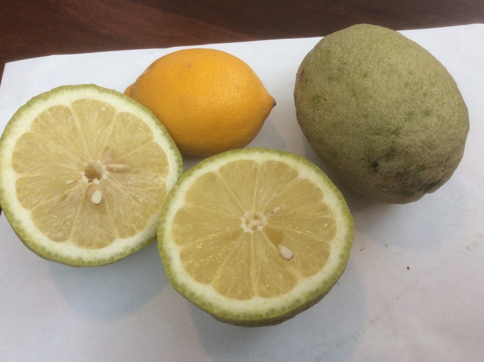 Greyish skin on eureka lemon