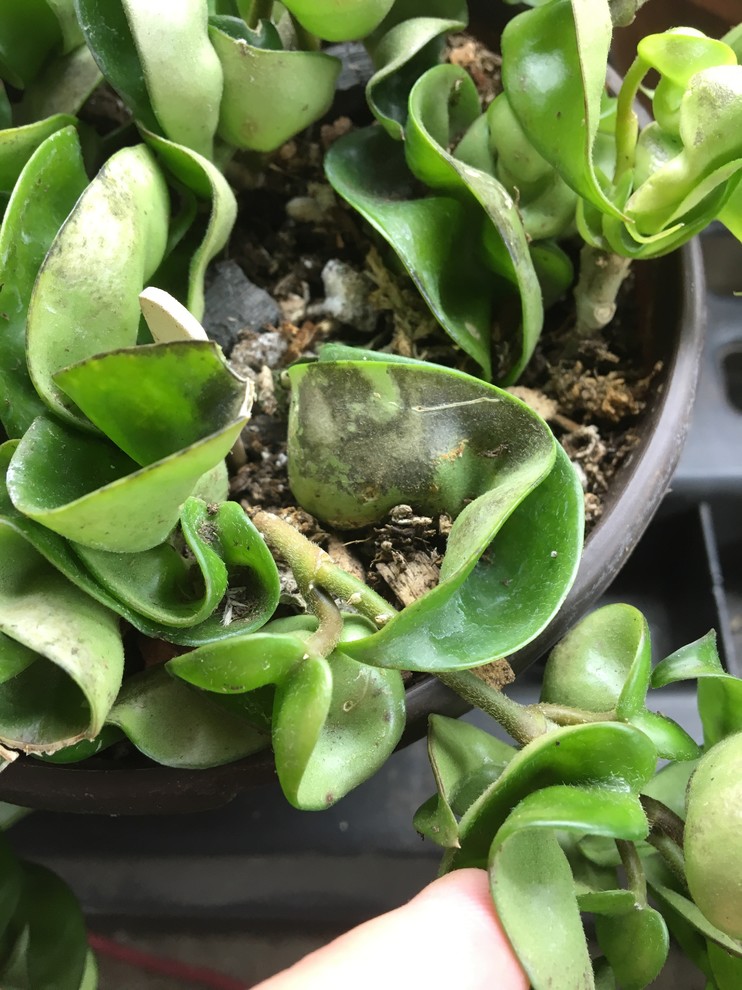 Undersides of H carnosa compacta turning black.