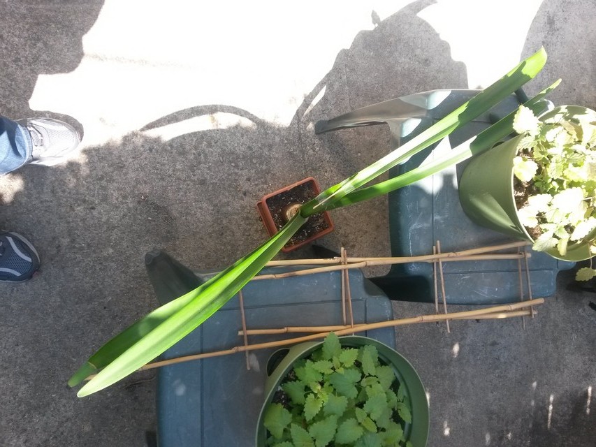 To plant or not to plant