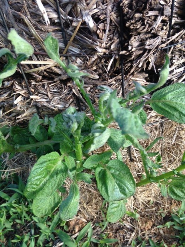 Persistant Herbicide Progress