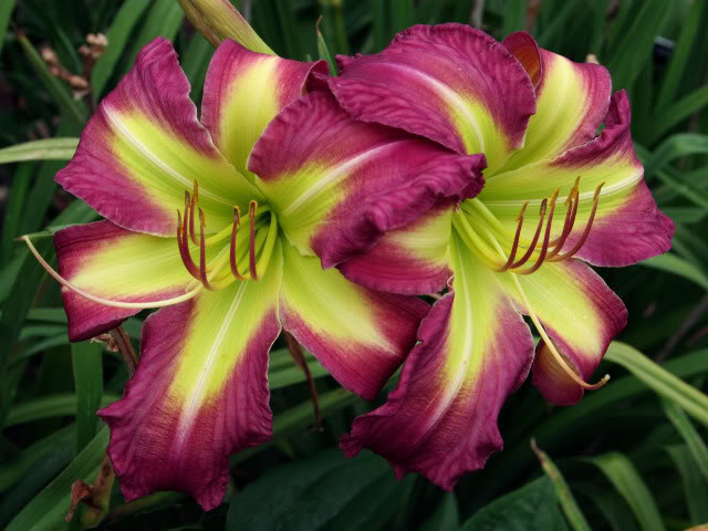 Great lates ( and VLs) in Virginia