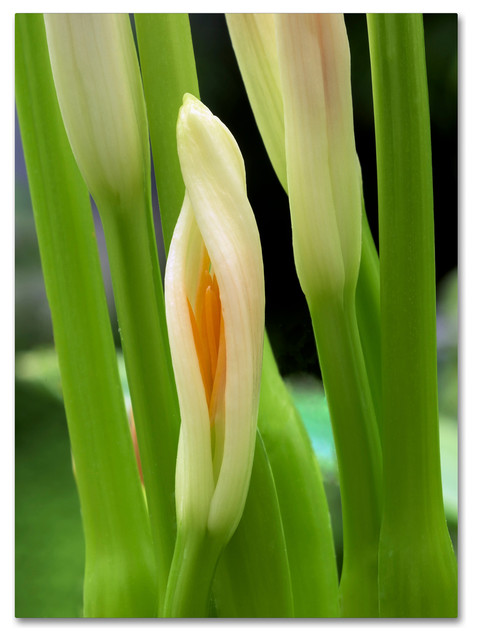 Kurt Shaffer 'Lily Unfolding' Canvas Art, 19"x14" - Traditional ...