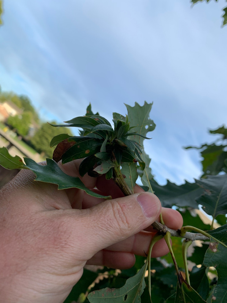 Odd cluster growth on oak