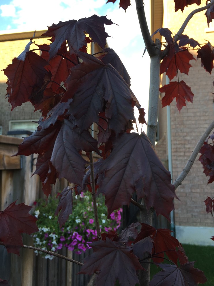 Droopy maple tree