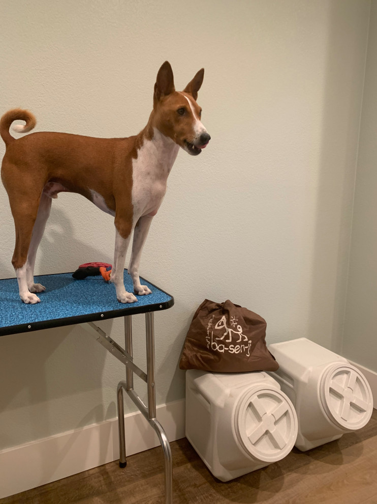 DOG GROOMING AREA-Redesigned a disjointed hall for new Dog Grooming ...