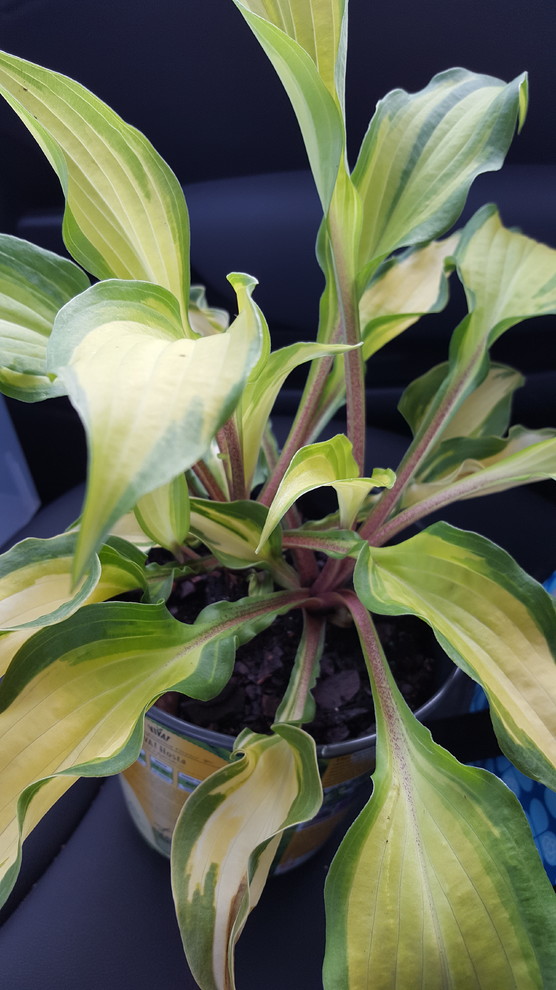 Unknown hosta with red stems