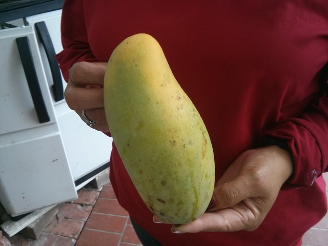 Excalibur's Maha Chanook Mango - mature fruit