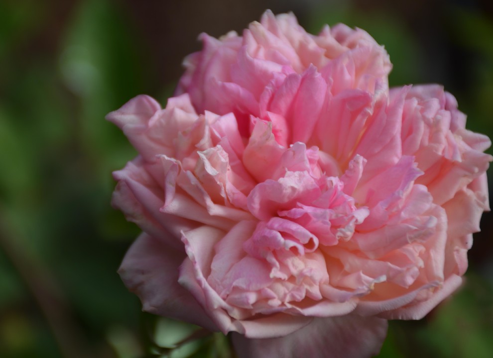 "Florence Bowers Pink Tea"