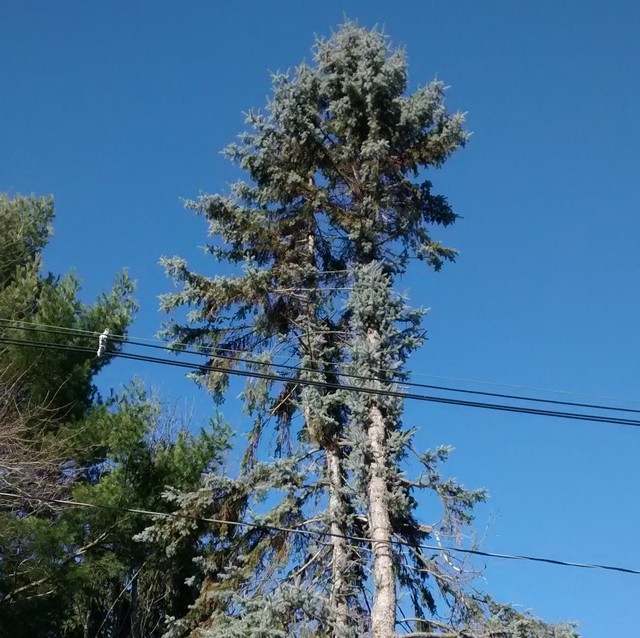 Picea pungens - New Growth, Old Wood?