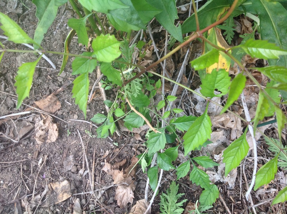 What is this evil vine-like monster??!!