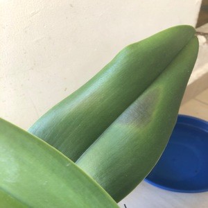 SPOTS ON CATTLEYA LEAVES | Houzz Forum