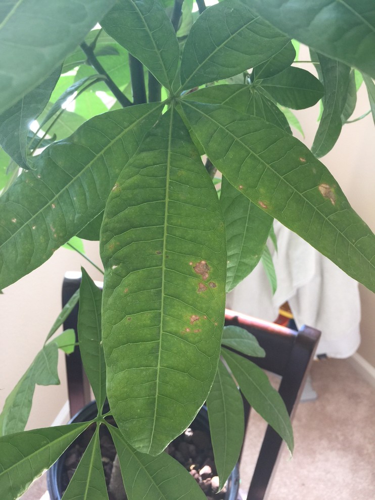 Money Tree leaves starting to curl and having holes | Houzz Forum