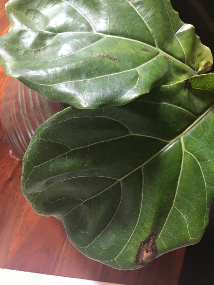 Fiddle leaf fig - Are these early symptoms of fungus or root rot?