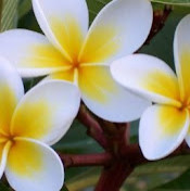 PRO-KEEPER'S HAWAII - Project Photos & Reviews - Kamuela, HI US | Houzz