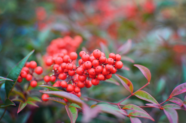 New Year, New Landscape — What to Do in Your January Garden
