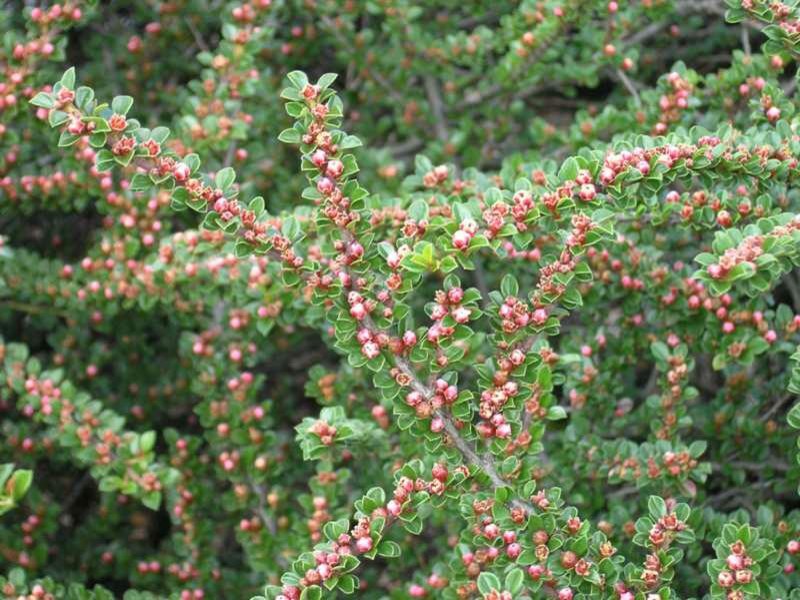 Berry-licious Shrubs for Fall - Other - by Kim Gamel | Houzz